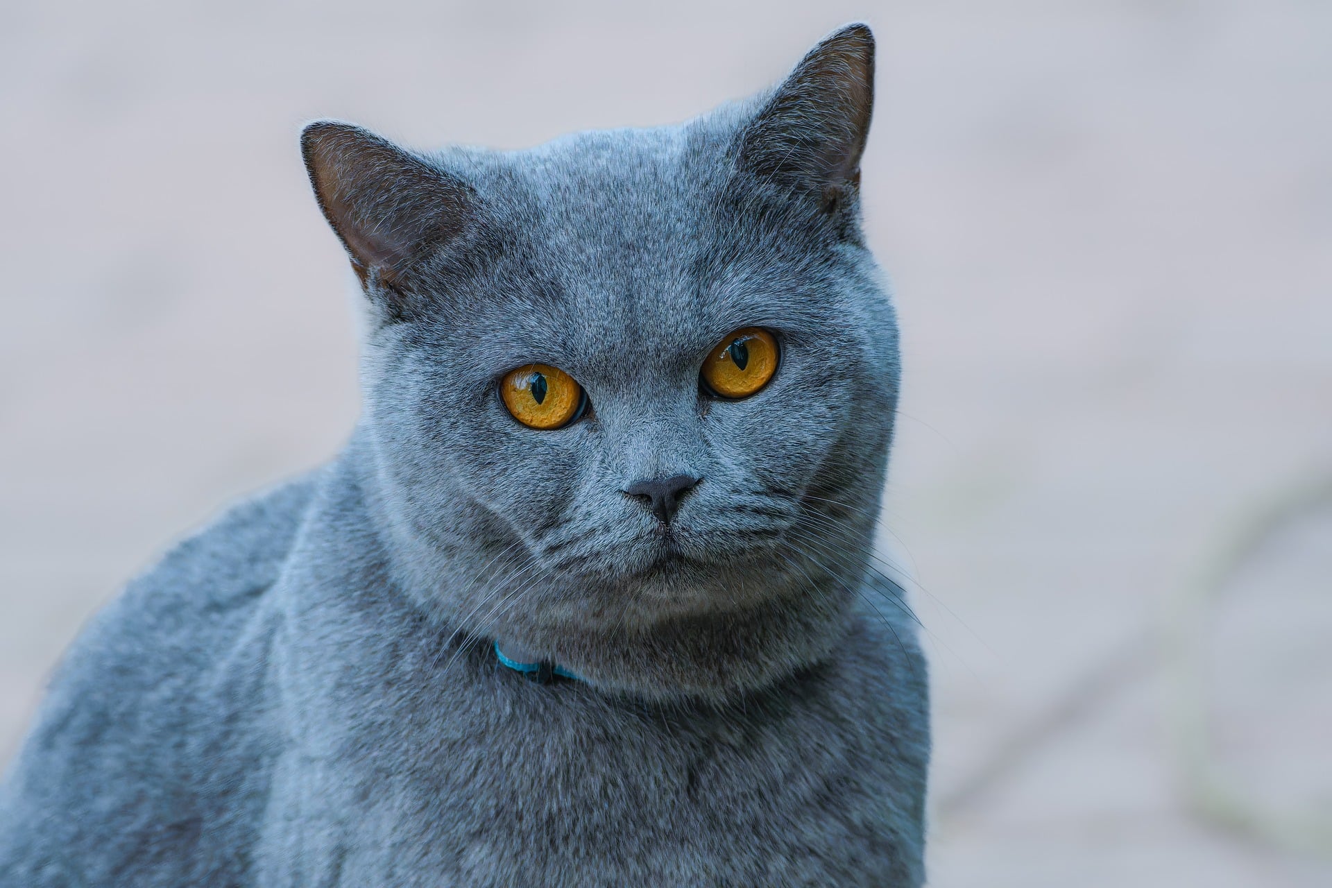 Gri Kedi Cinsleri: Gri Tüyleriyle Büyüleyen Dostlar - GecBunlari